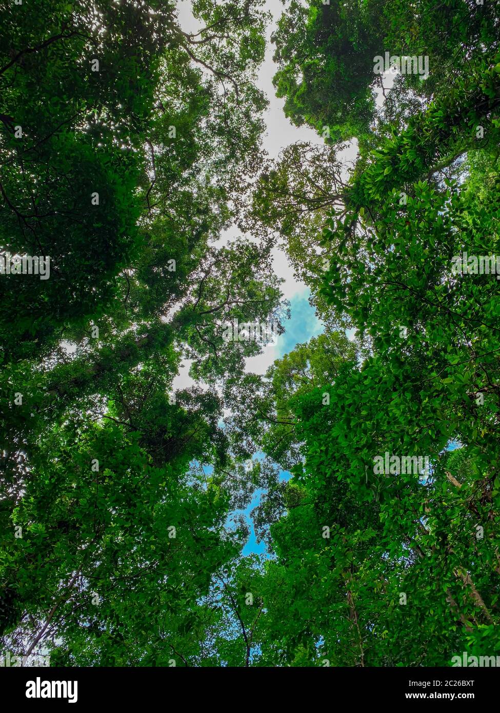 Bottom view of green tree in tropical forest with bright blue sky and ...