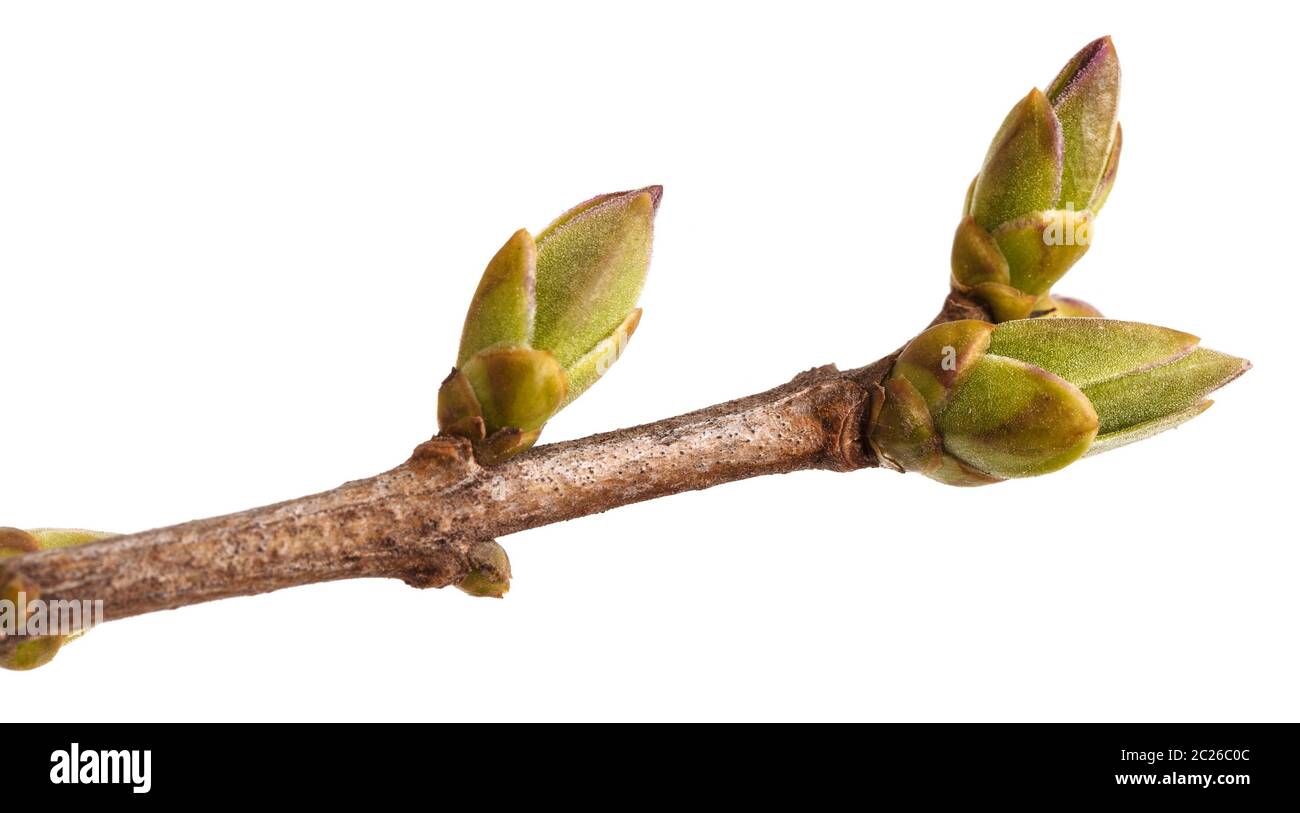 Swollen buds on branch hi-res stock photography and images - Alamy