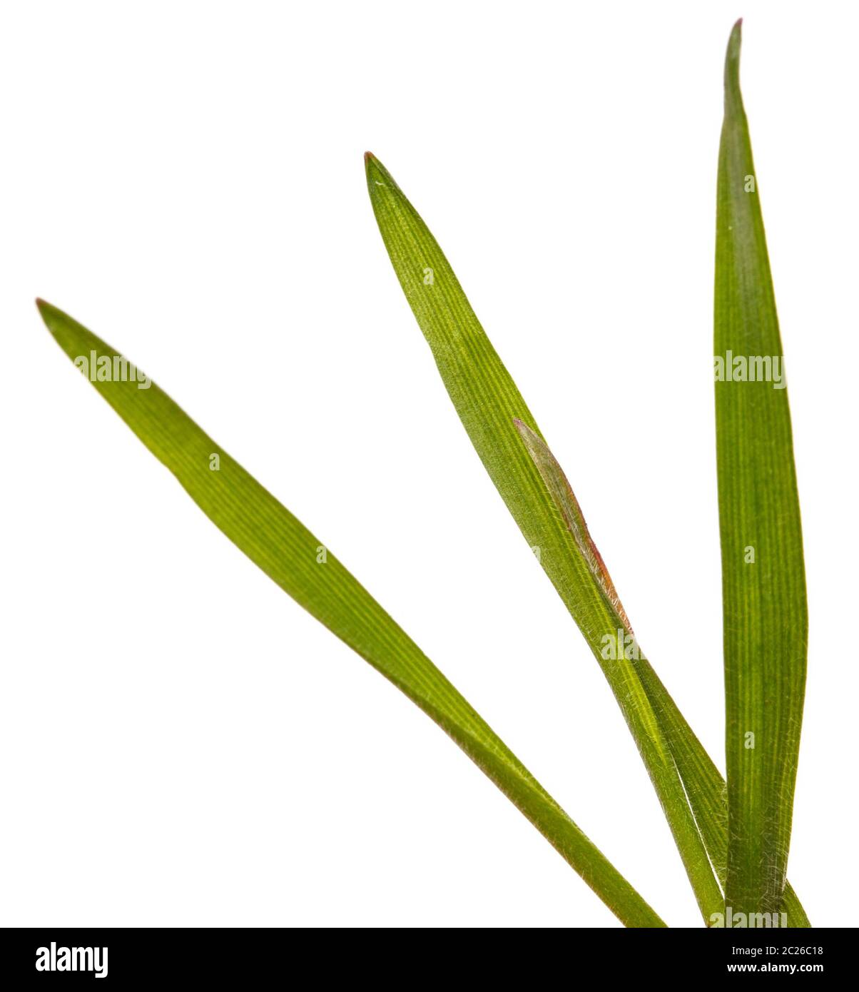 Green grass lawn isolated on white Stock Photo - Alamy