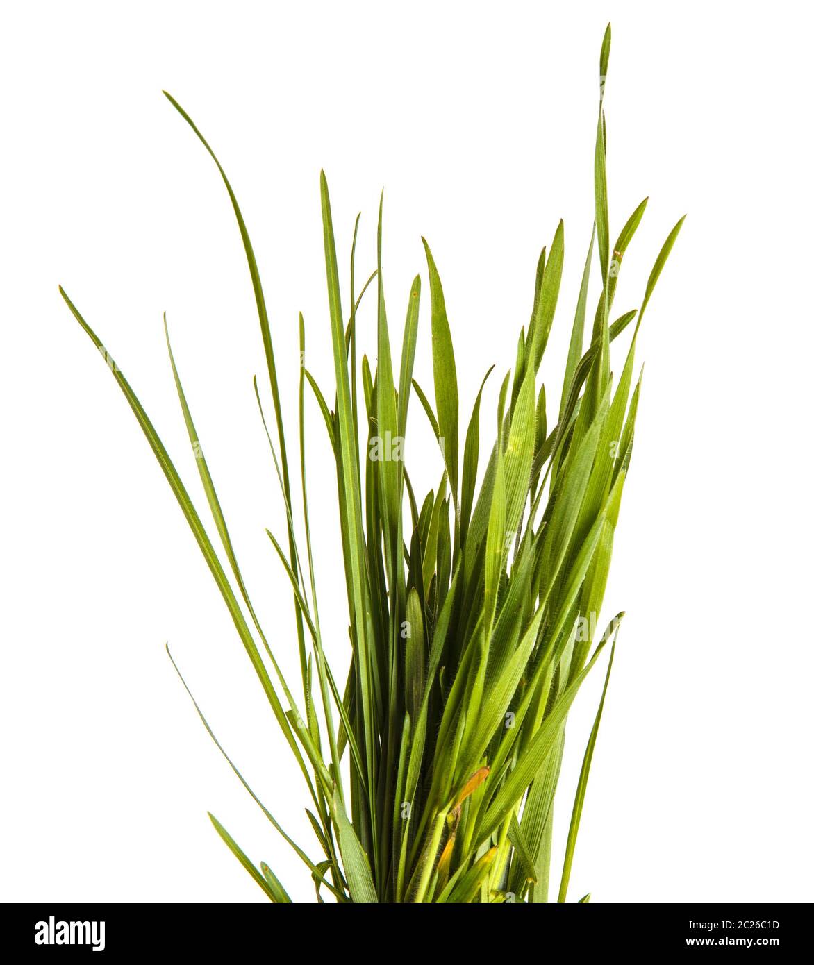 Bunch grass meadow hi-res stock photography and images - Alamy