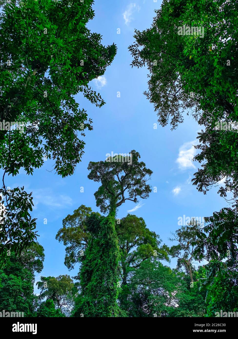 Bottom view of green tree in tropical forest with bright blue sky and ...