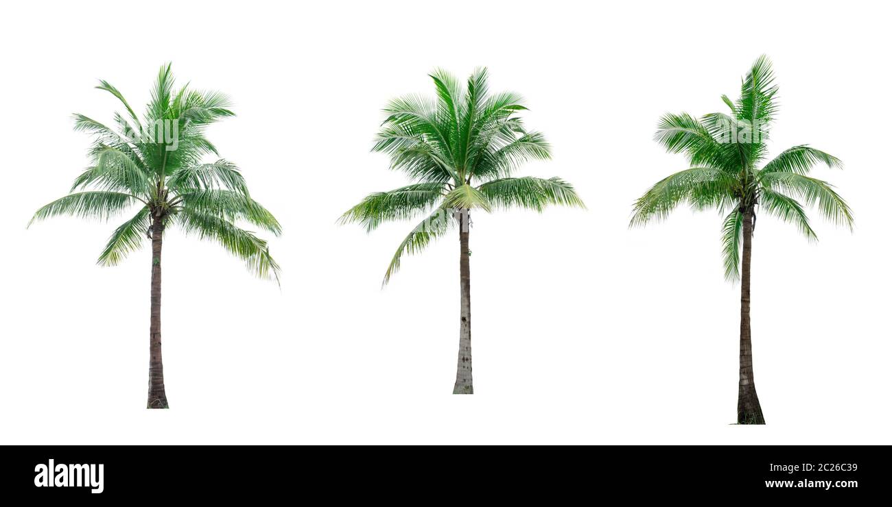 Set of coconut tree isolated on white background used for advertising ...
