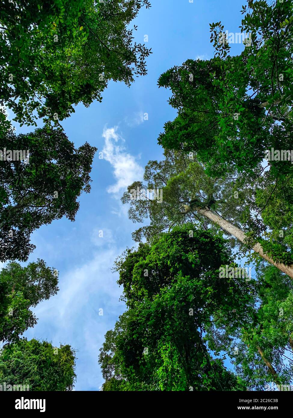 Bottom view of green tree in tropical forest with bright blue sky and ...