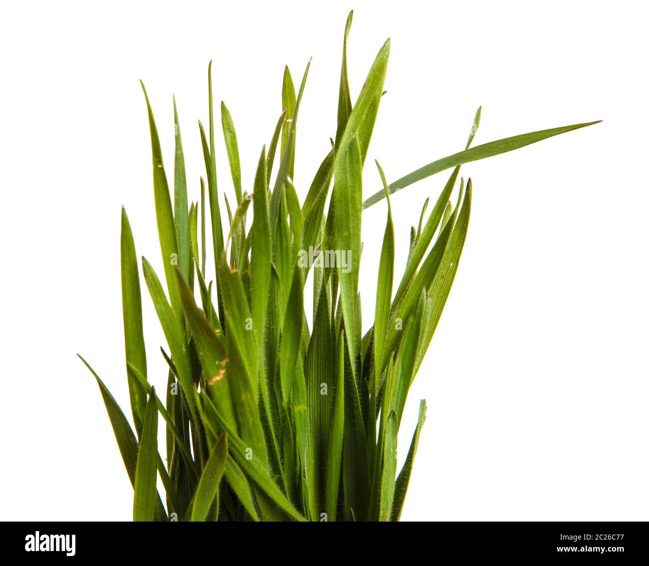 Bunch grass hi-res stock photography and images - Alamy