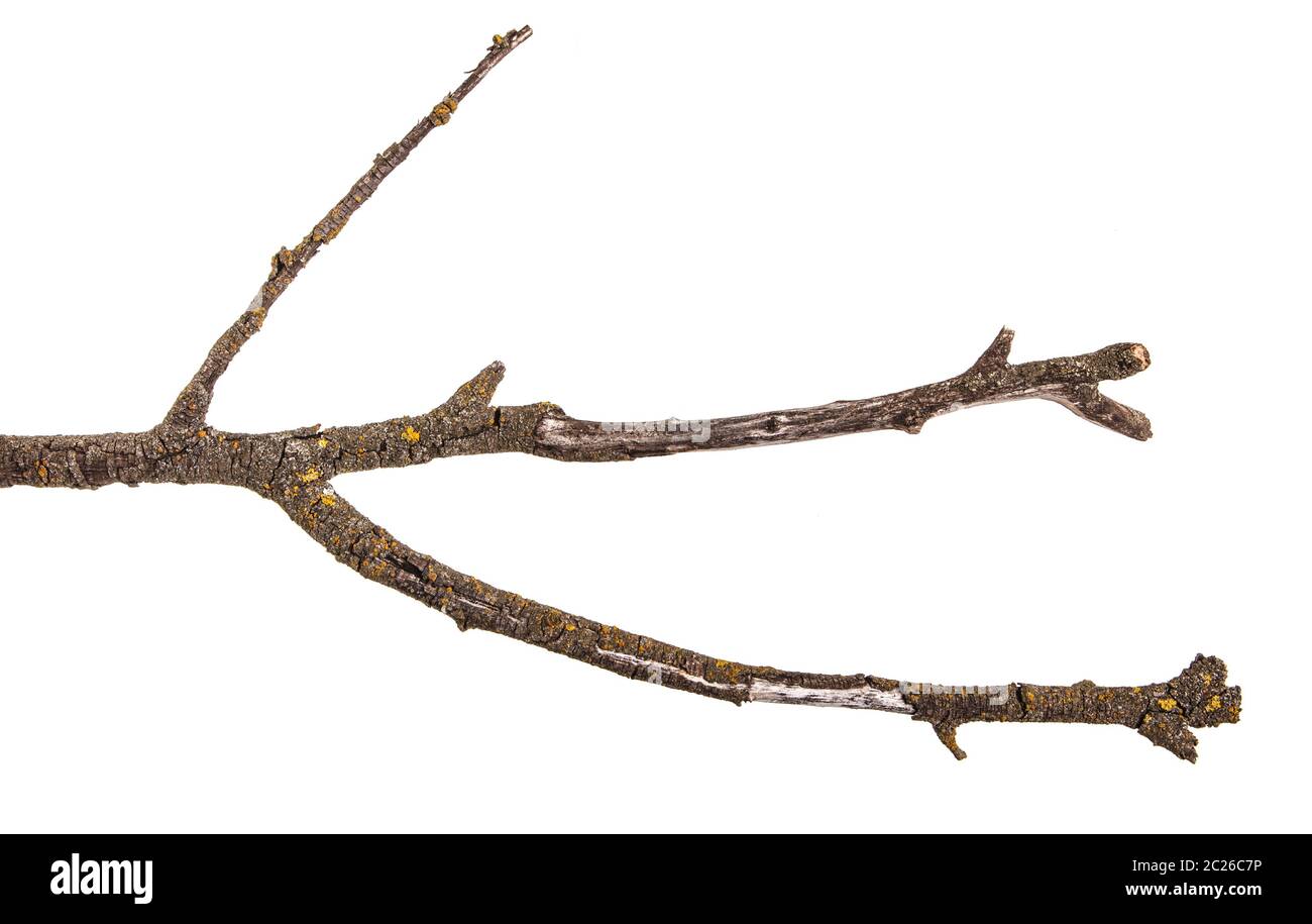 Dark branches Cut Out Stock Images & Pictures - Alamy