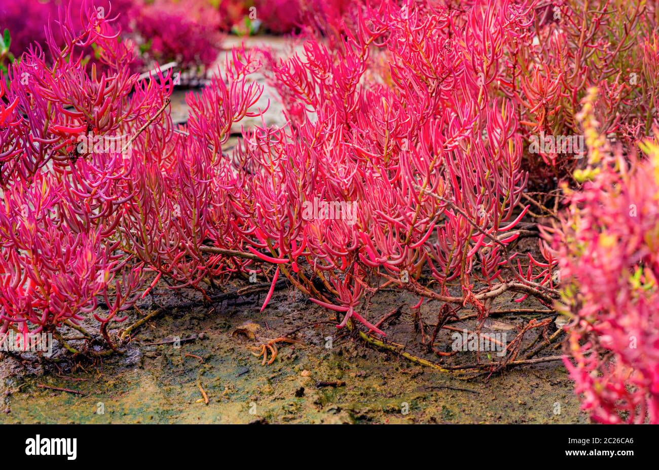 Seablite (Sueda maritima) growth in acid soil. Acid soil indicator ...