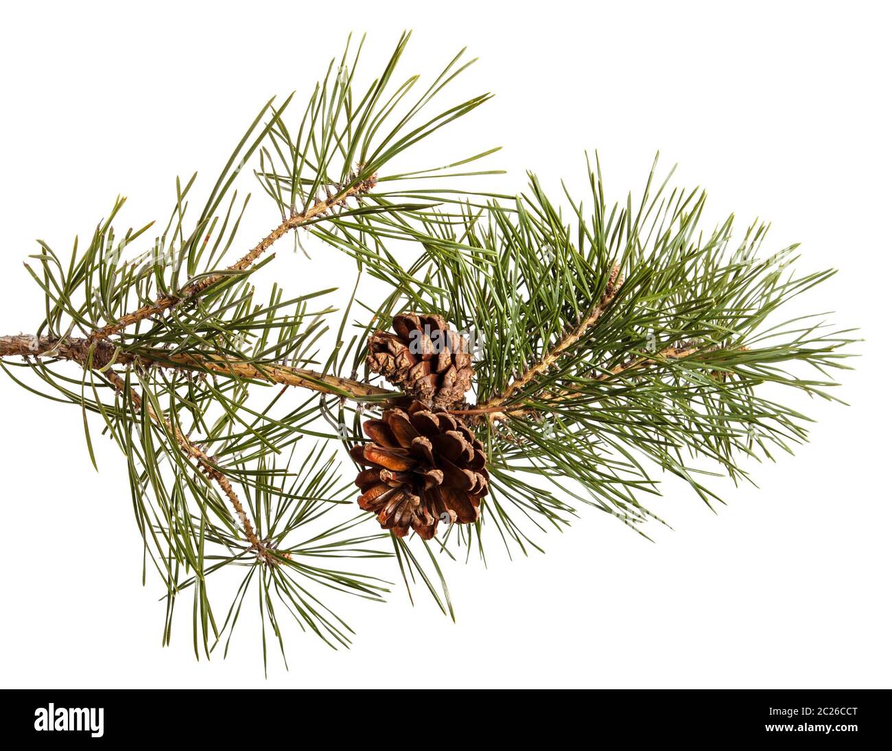 A branch of a pine tree. Isolated on white Stock Photo - Alamy