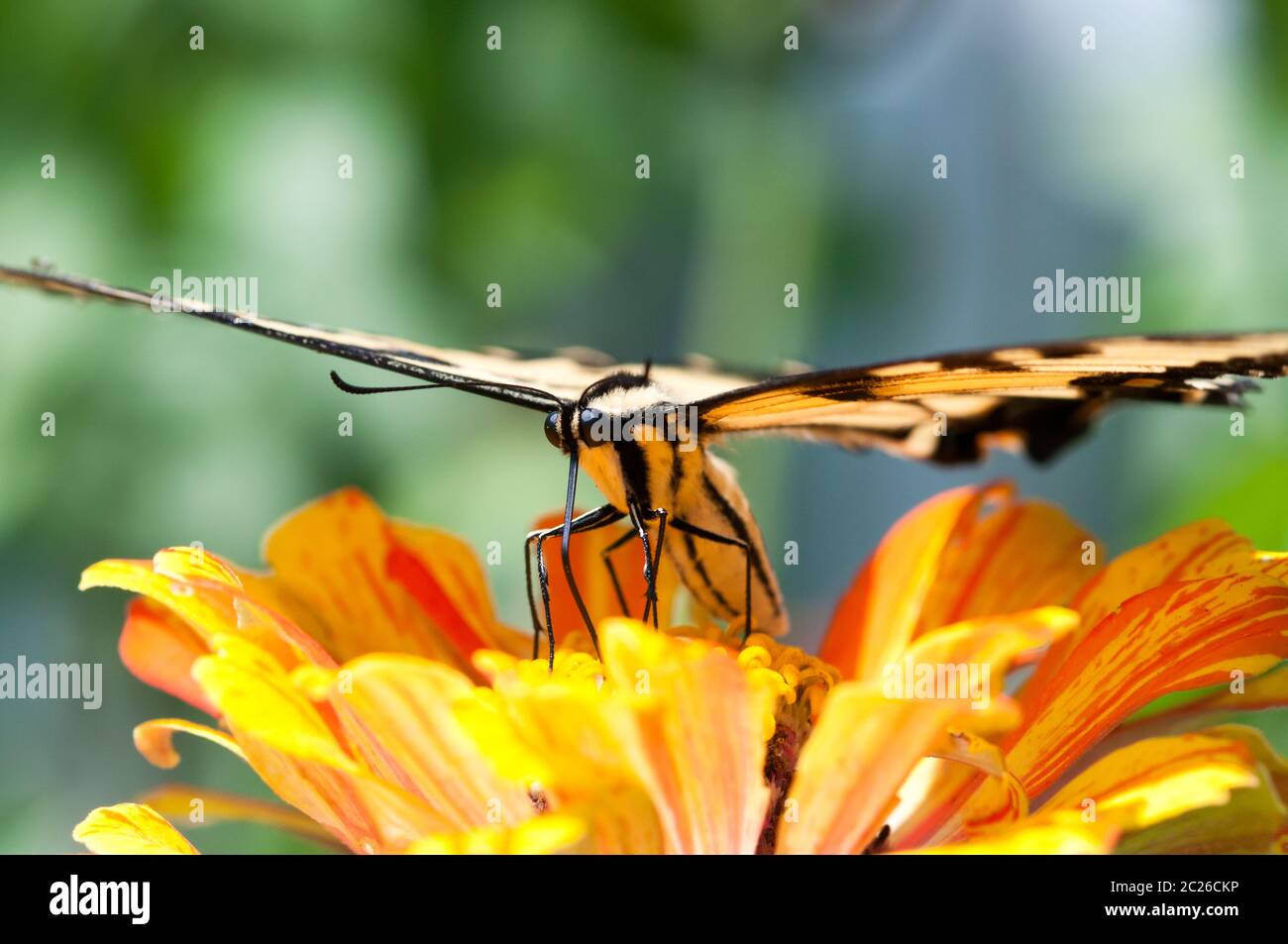 A tiger swallowtail pollinating a marigold bloom Stock Photo - Alamy
