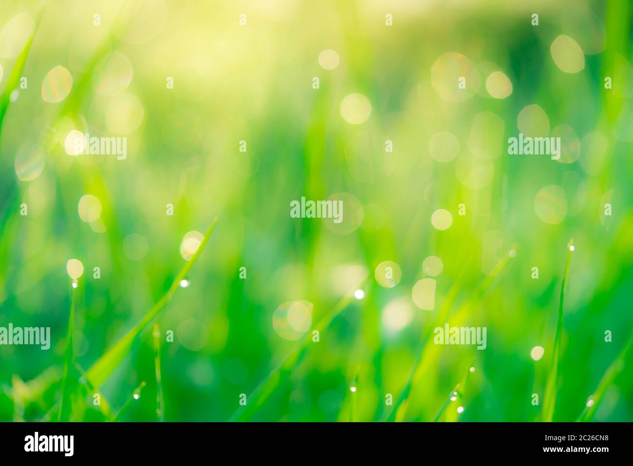 Water drop on tip of leaves hi-res stock photography and images - Alamy