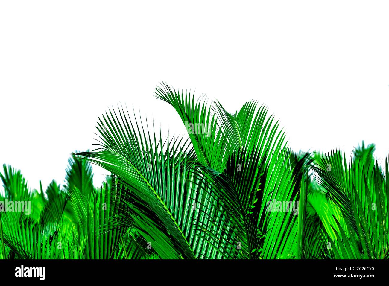 Green leaves of palm isolated on white background. Nypa fruticans Wurmb ...