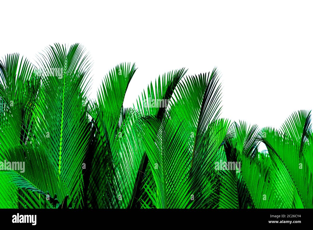 Green leaves of palm isolated on white background. Nypa fruticans Wurmb ...