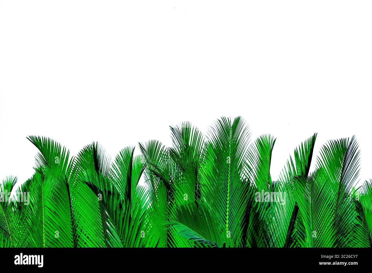 Green leaves of palm isolated on white background. Nypa fruticans Wurmb ...
