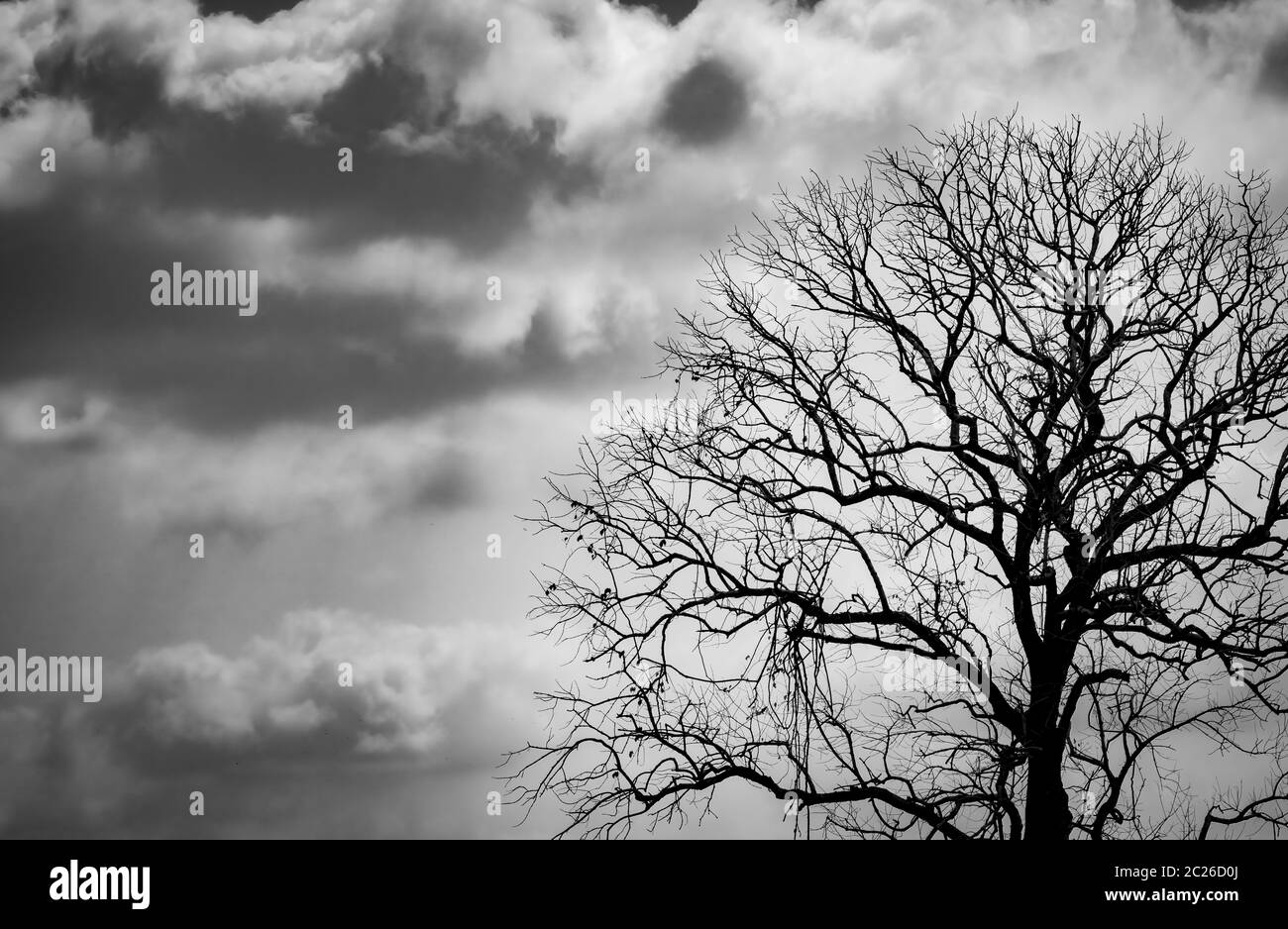 Silhouette dead tree on dark dramatic sky background for scary or death ...