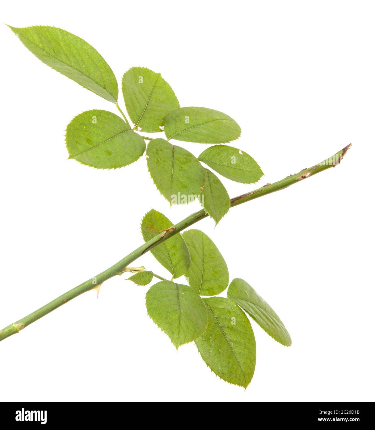 White rose with greenery hi-res stock photography and images - Alamy