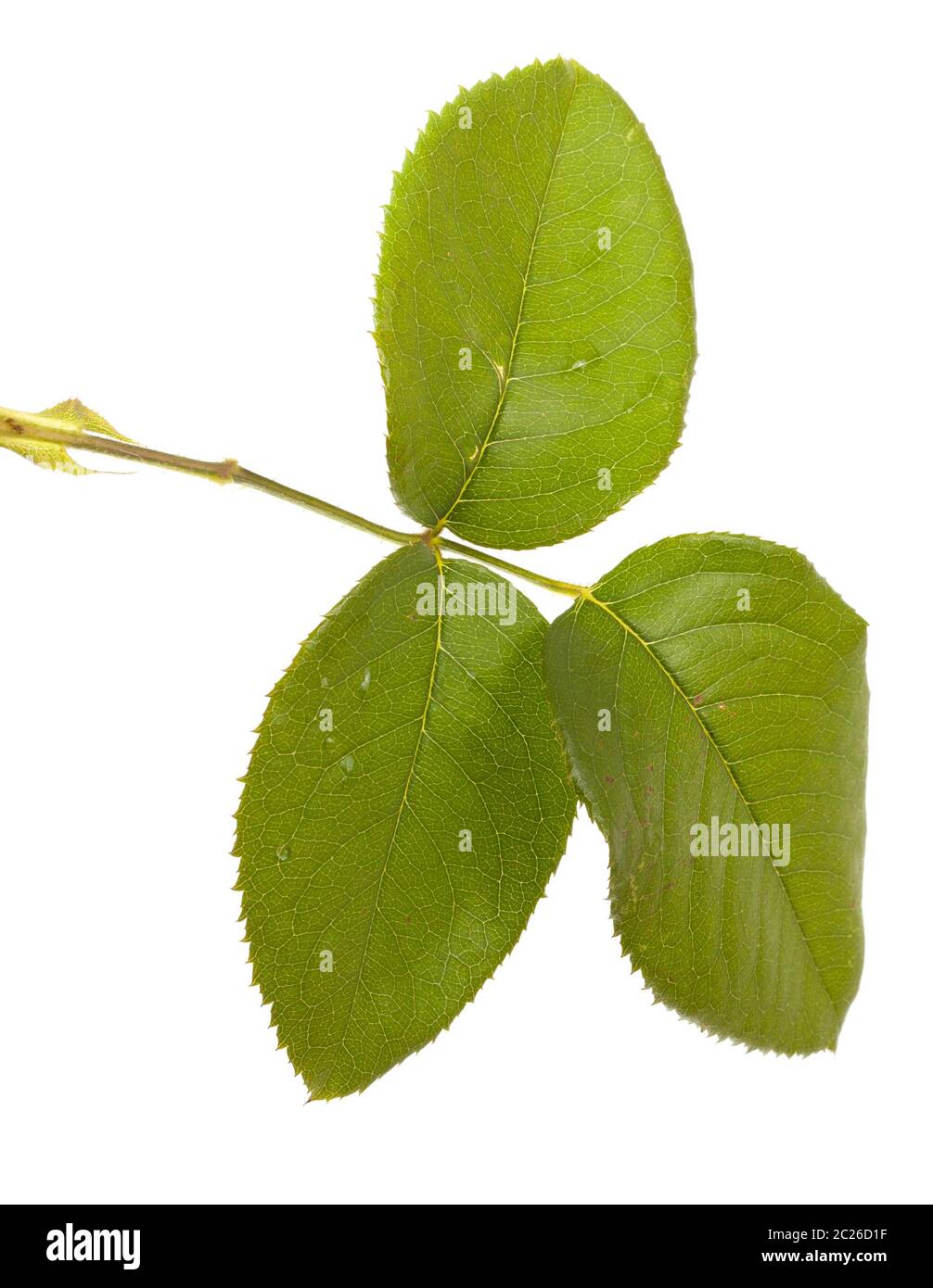 green leaf rose. Isolated on white Stock Photo - Alamy