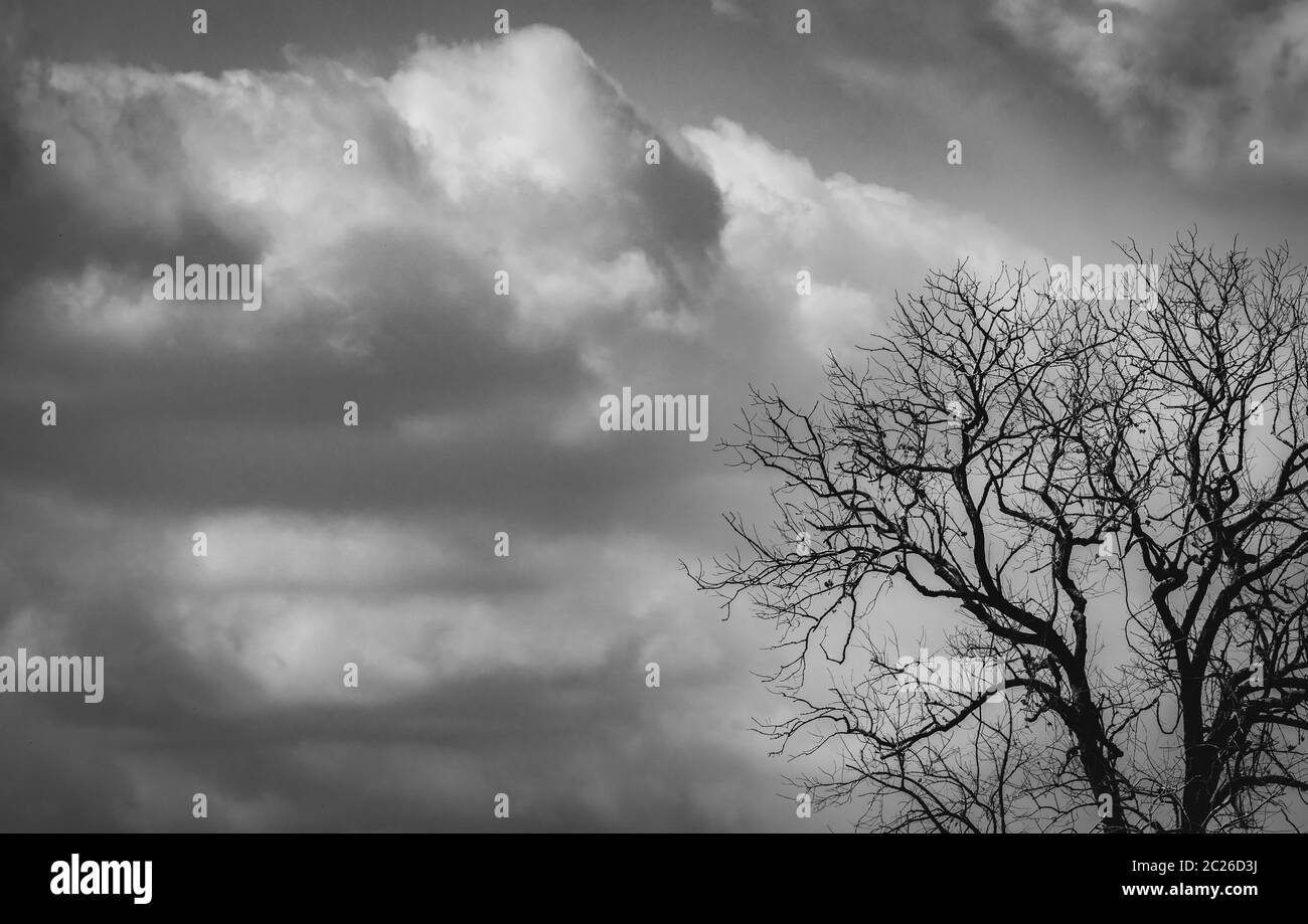 Silhouette dead tree on dark grey sky and white clouds background for ...