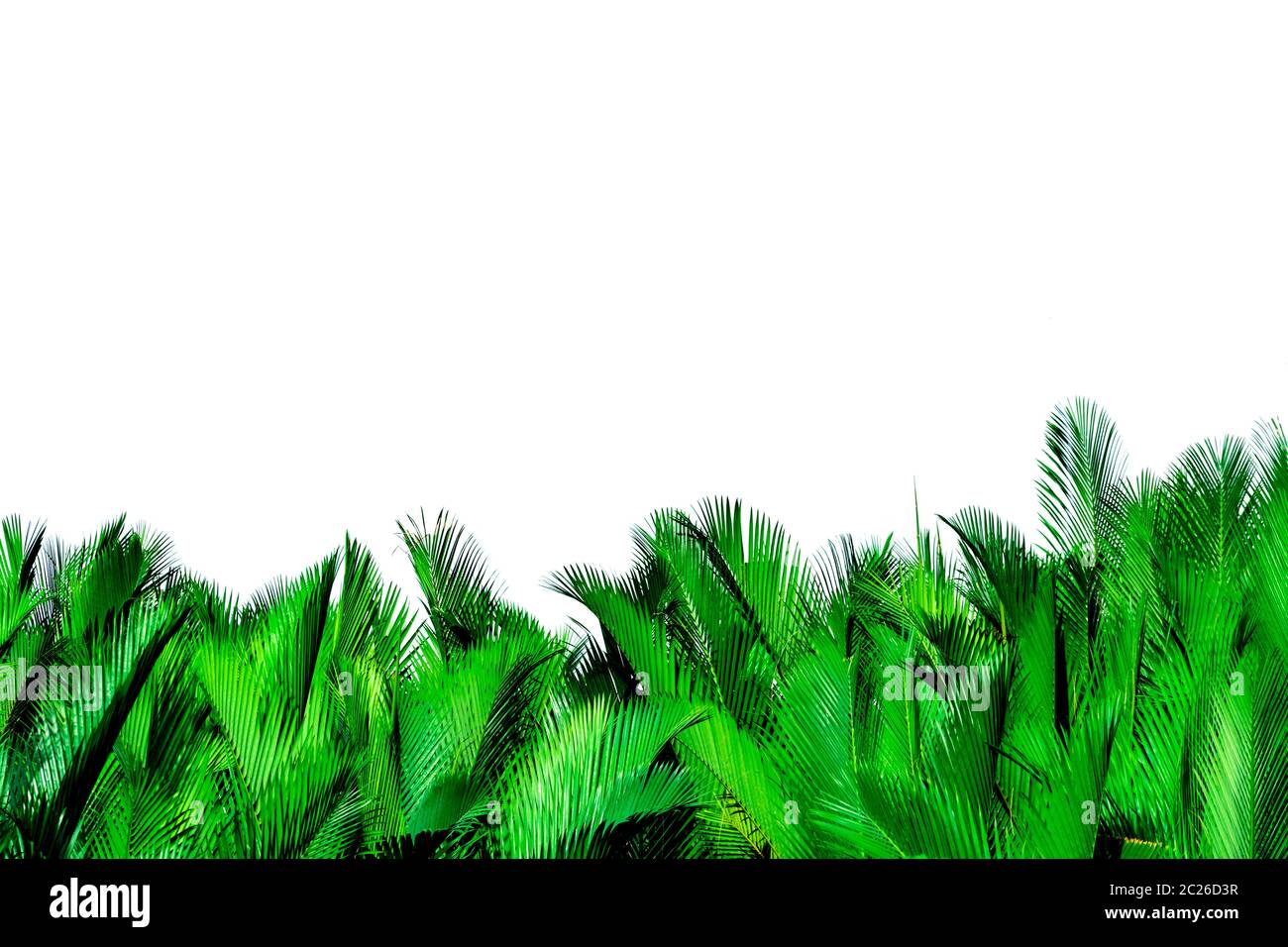 Green leaves of palm isolated on white background. Nypa fruticans Wurmb ...