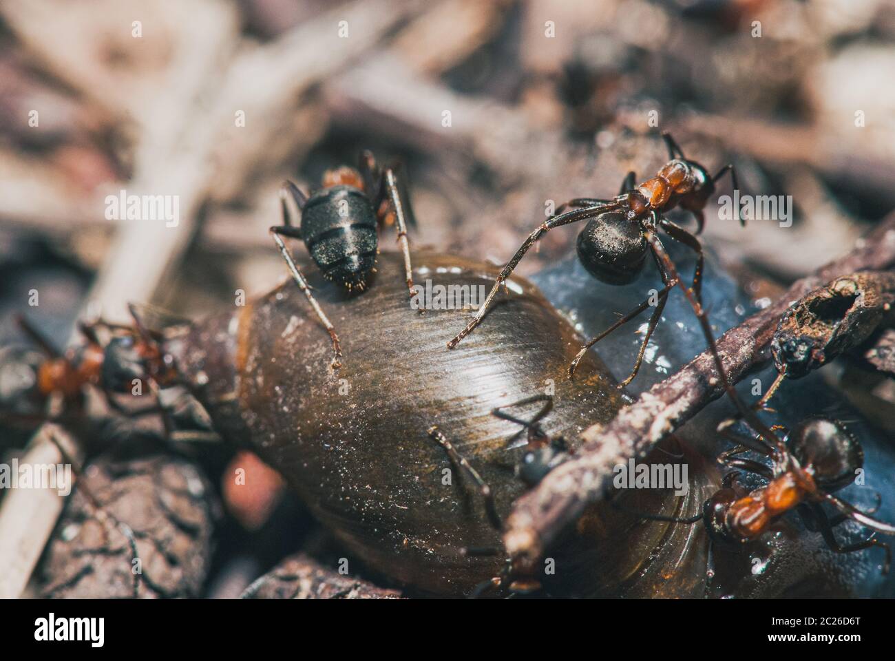 forest ants team eat wood snails. A perfect example of teamwork ...
