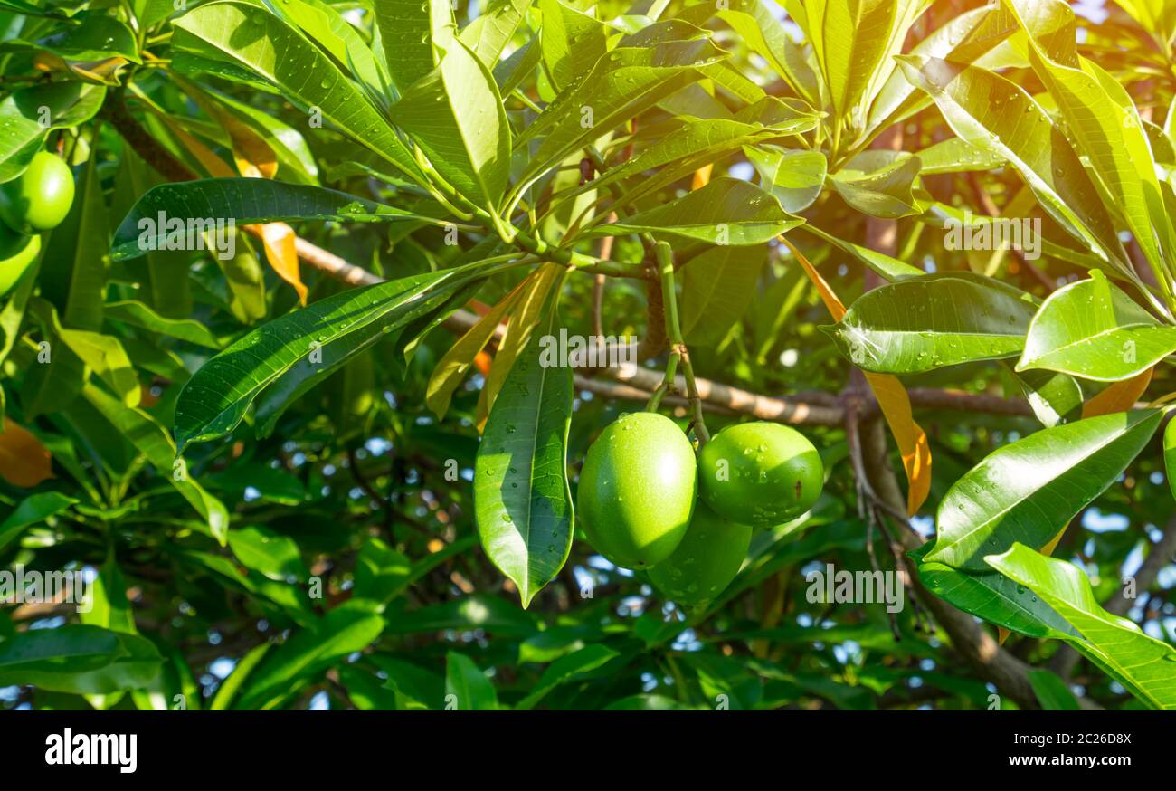 Cerbera odollam (Suicide tree, Pong-pong, Othalanga) tree with ...