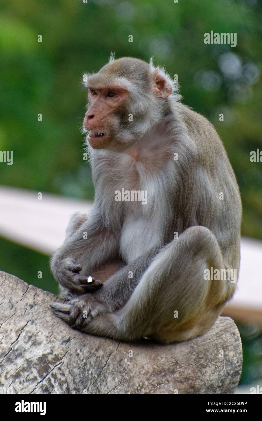 Rhesus hi-res stock photography and images - Alamy