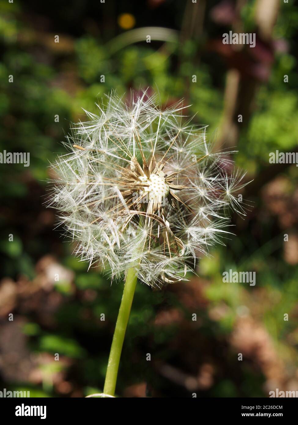 dandelion clock in close up with seeds separating from the flower ...