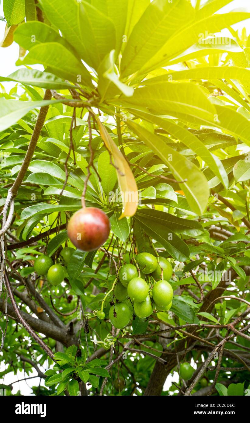 Cerbera odollam (Suicide tree, Pong-pong, Othalanga) tree with ...