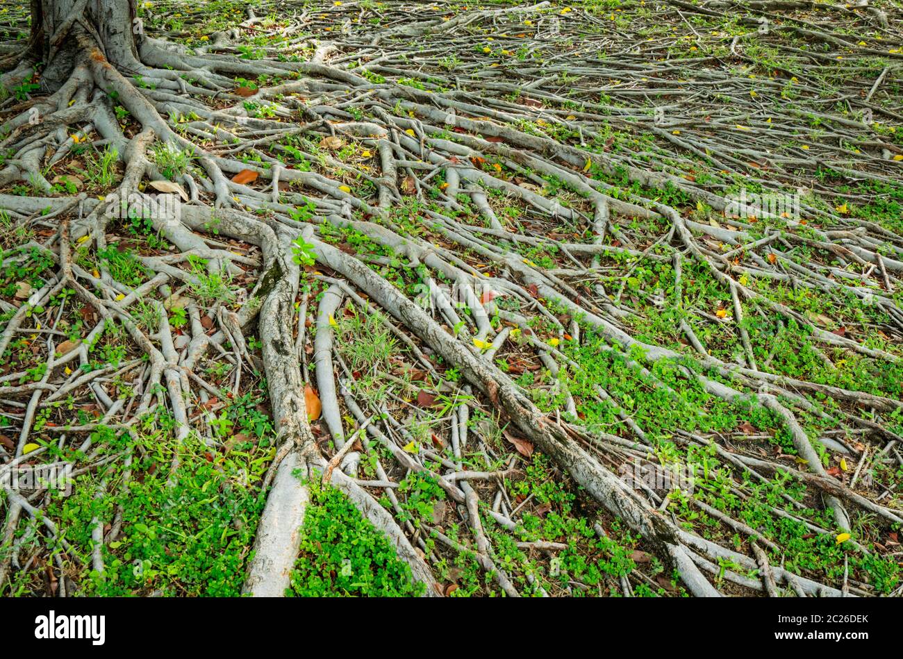 Adventitious Root High Resolution Stock Photography and Images - Alamy