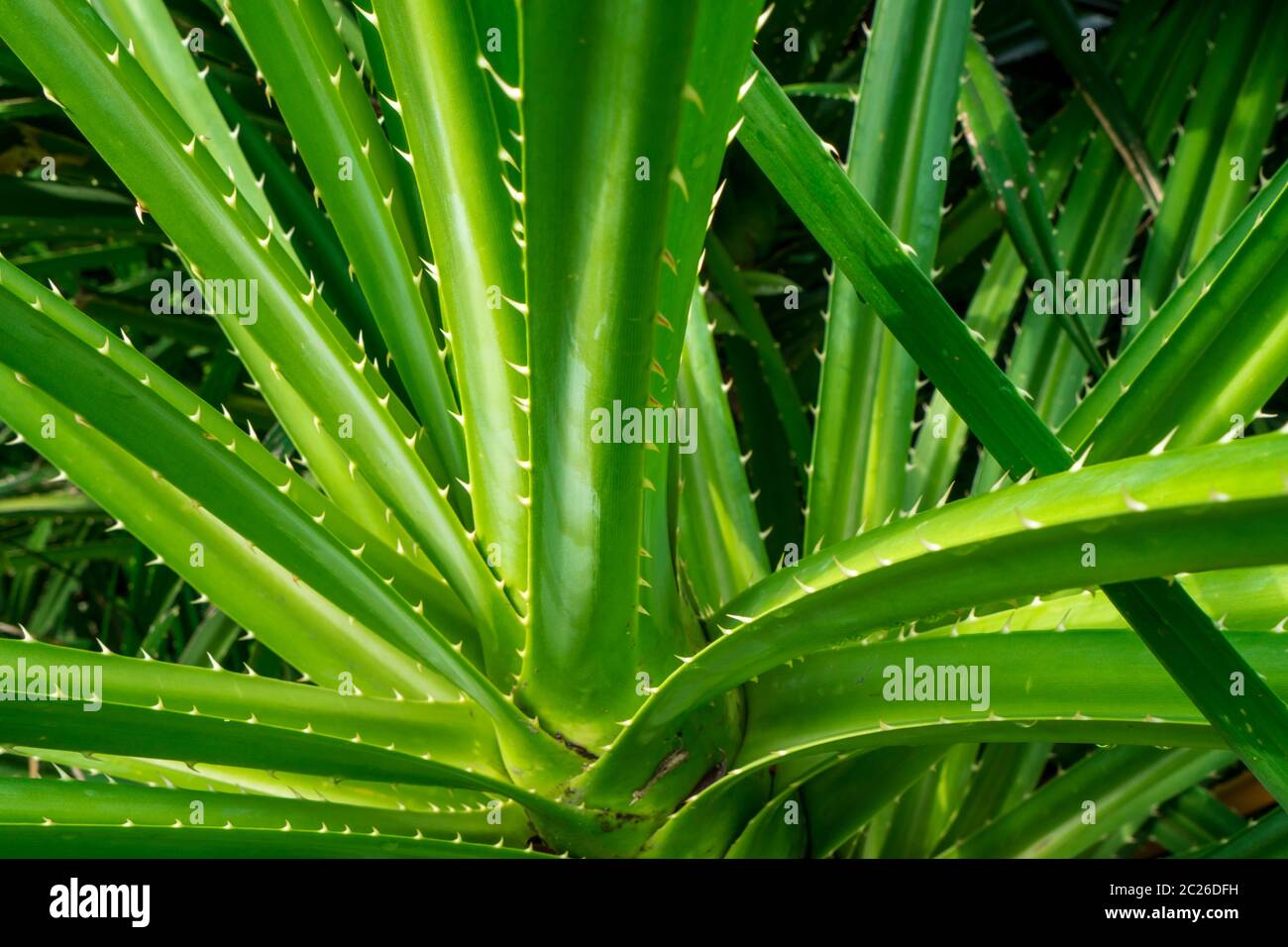 Pandanus tectorius, Pandanus odoratissimus tree with natural sunlight ...