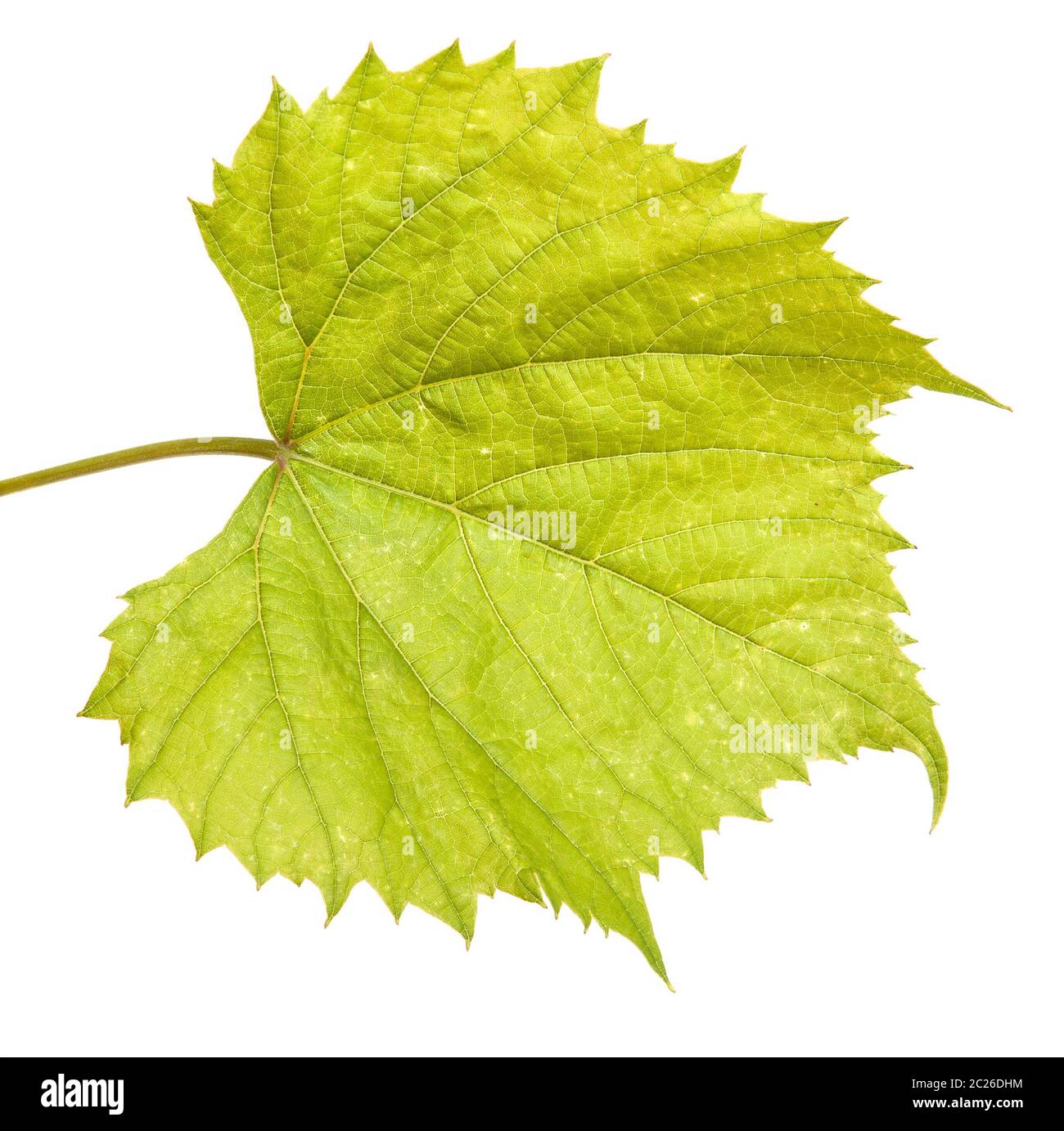 Young grape leaf hi-res stock photography and images - Alamy