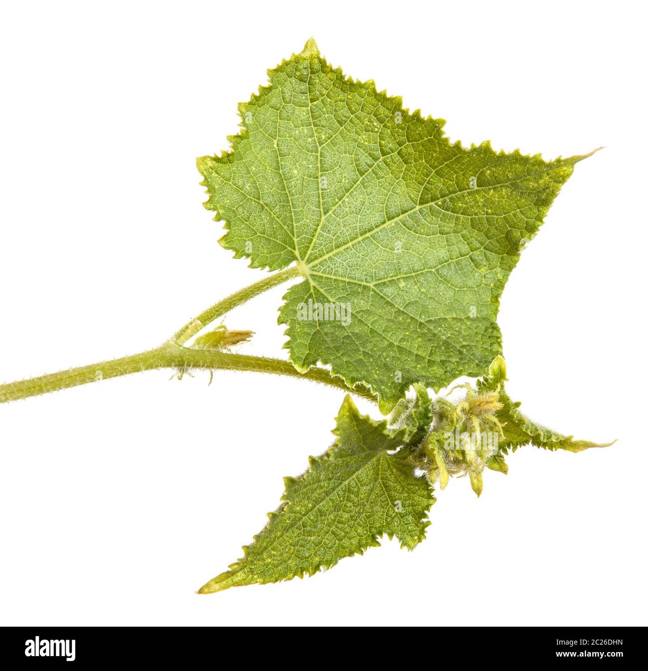 green leaves of cucumber isolated on white Stock Photo - Alamy