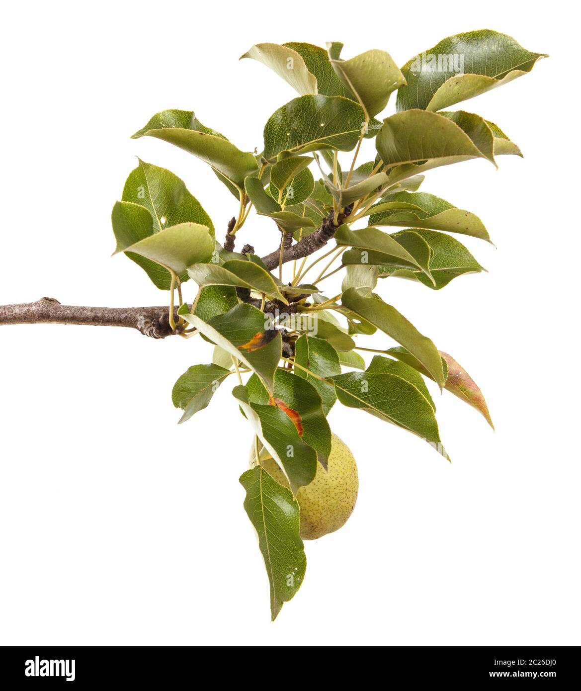 pear tree branch with leaves isolated on white Stock Photo - Alamy