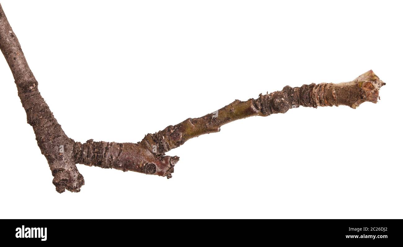 Trees branches isolated hi-res stock photography and images - Alamy