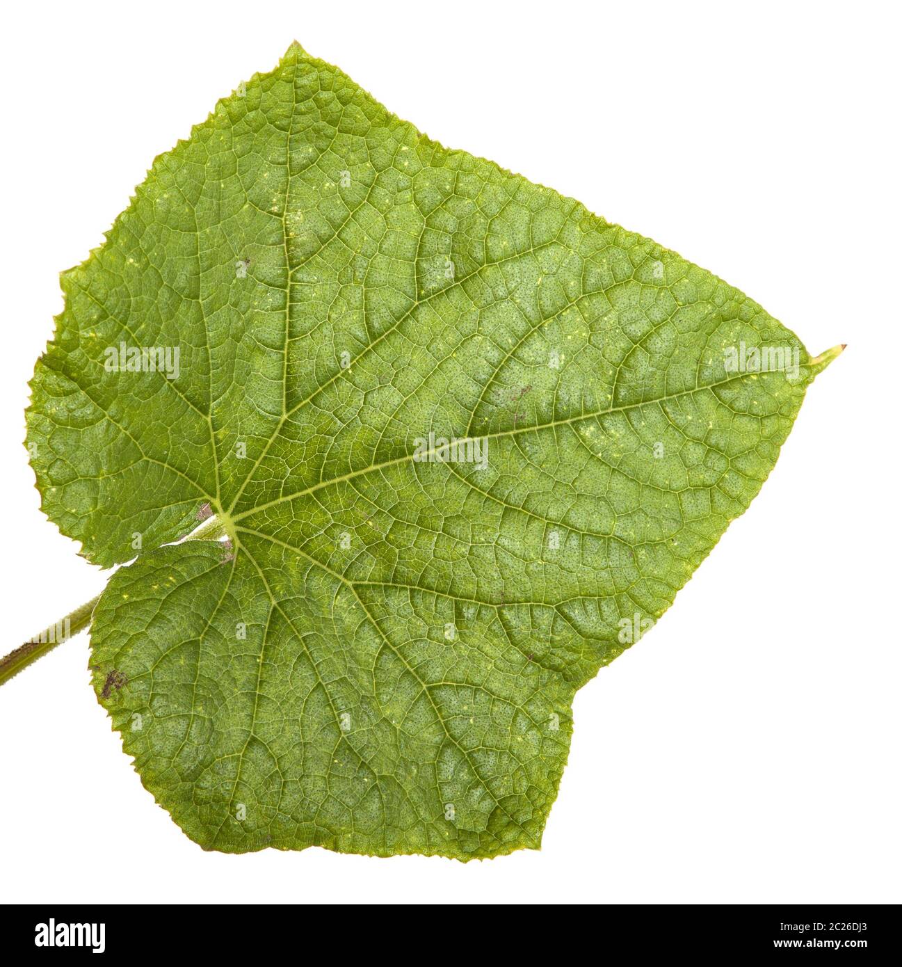 Young cucumber leaves hi-res stock photography and images - Alamy