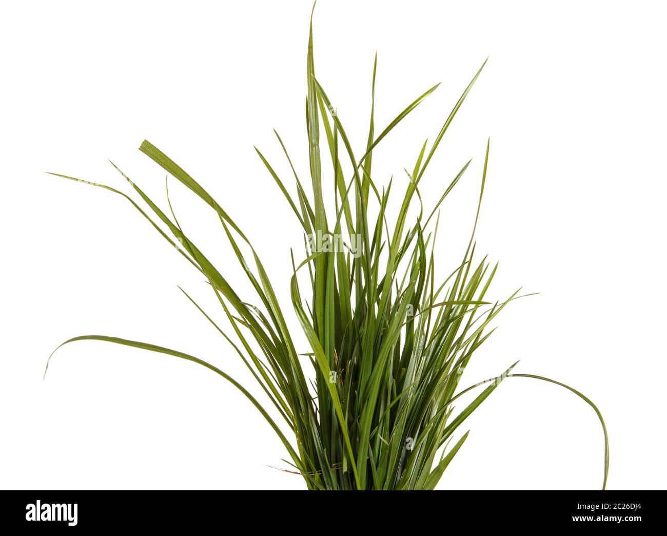 Greenery bundle hi-res stock photography and images - Alamy