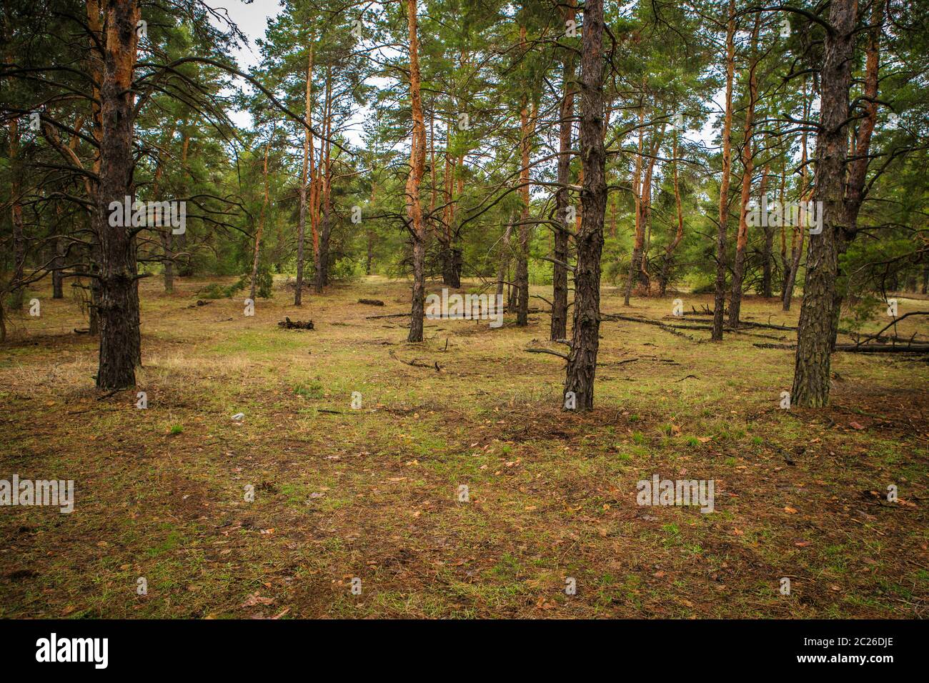 thick pine forest. landscape Stock Photo - Alamy
