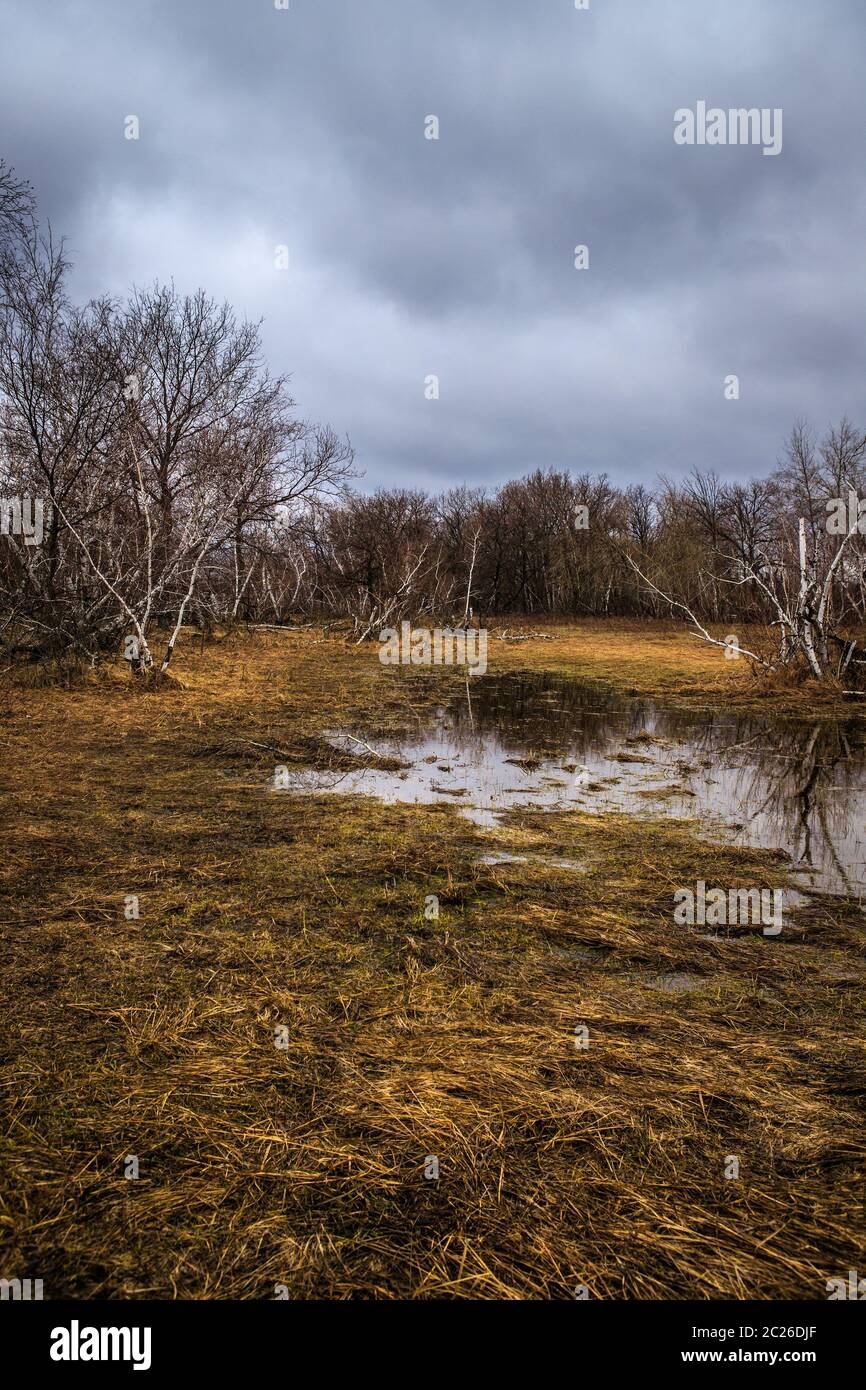 birch groves and marshes. landscape Stock Photo - Alamy