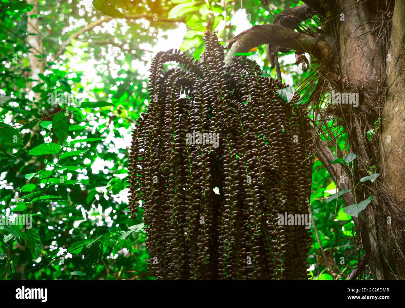 Bunch of palm tree in jungle. Palm tree in the forest at Khao Luang ...