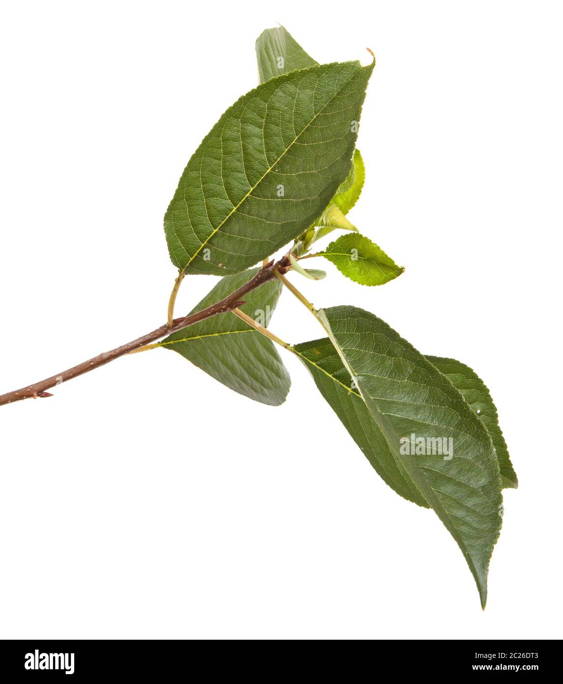 Cherry tree branch Cut Out Stock Images & Pictures - Alamy