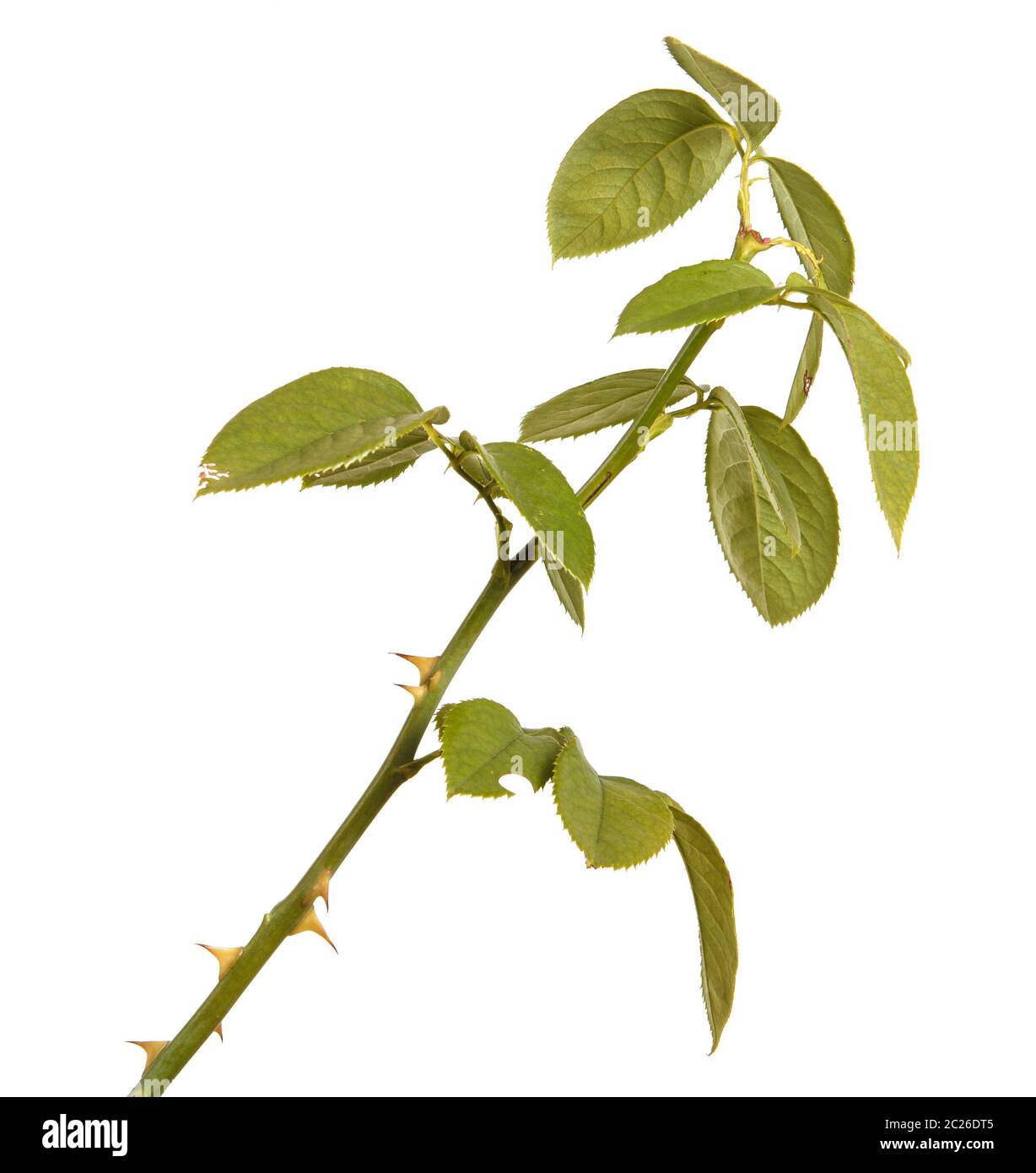 White rose with greenery hi-res stock photography and images - Alamy