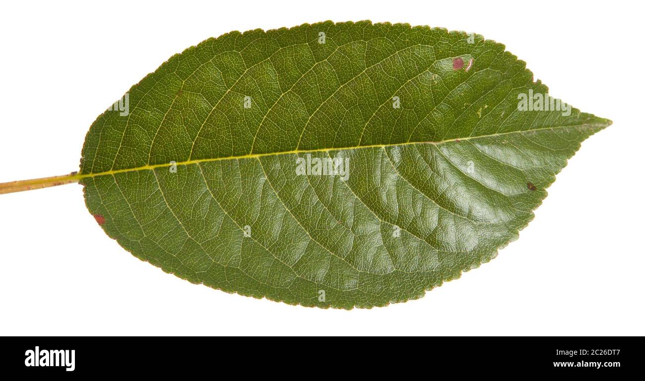cherry tree leaf isolated on white Stock Photo - Alamy
