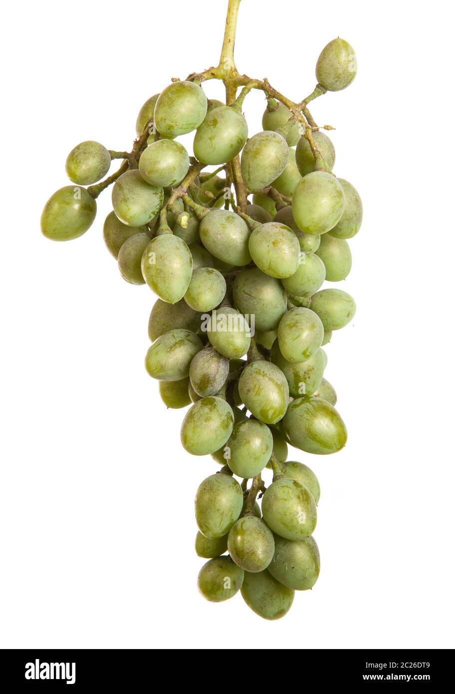 Green bunch young grapes hi-res stock photography and images - Alamy