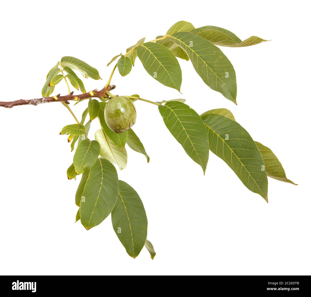branch of walnut isolated on white Stock Photo - Alamy
