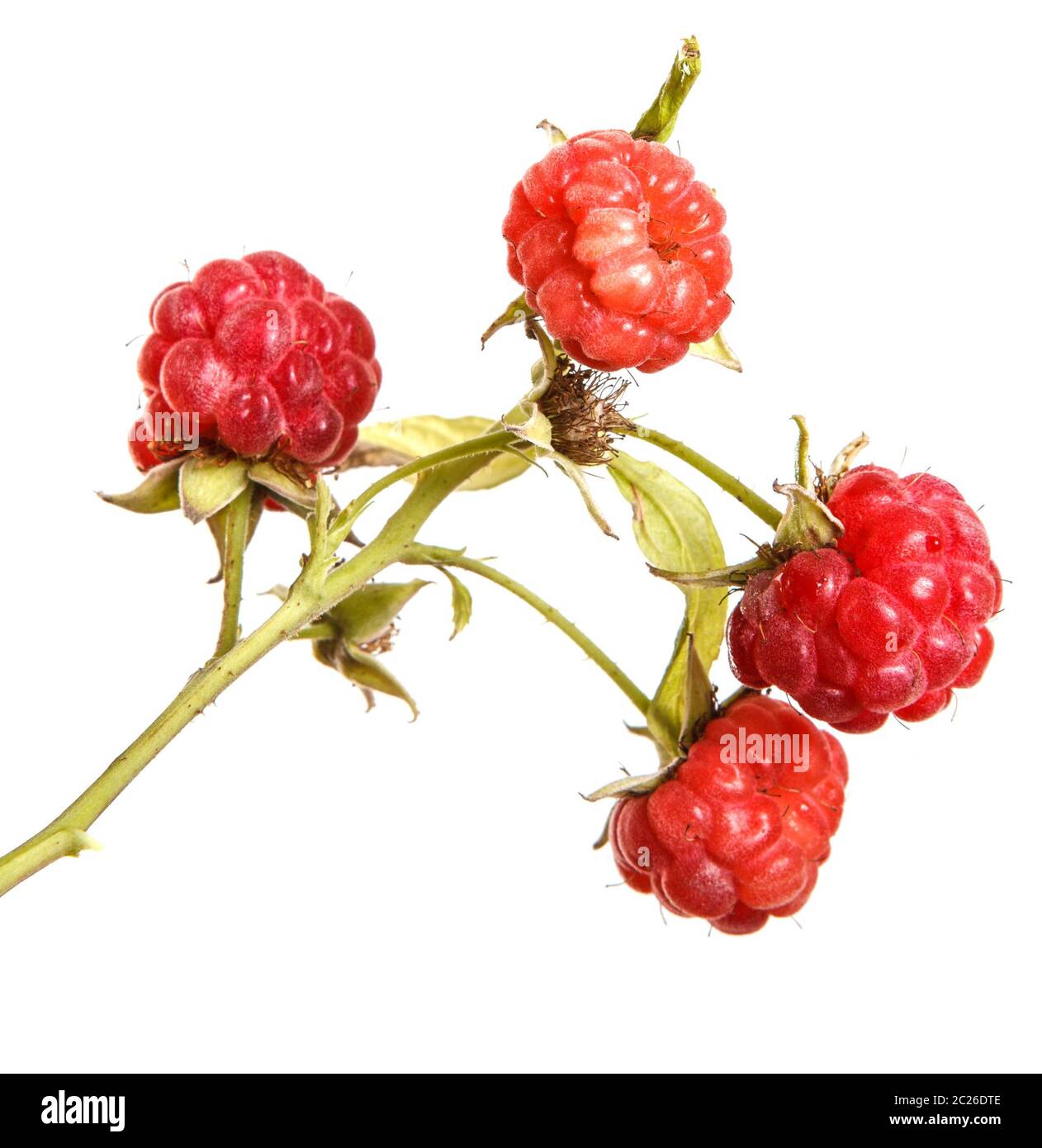 Bright pink raspberries hi-res stock photography and images - Alamy