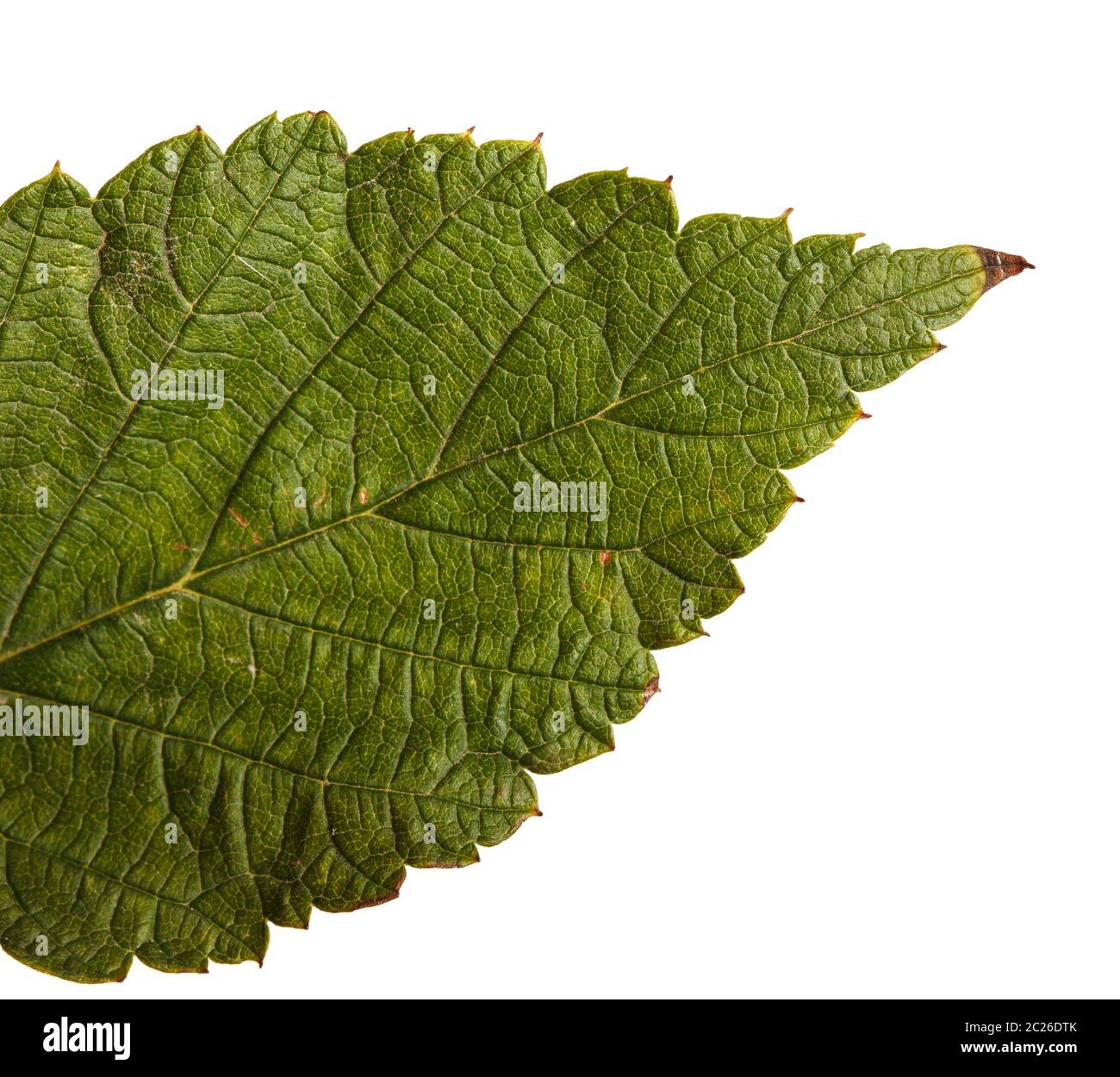 leaf of raspberry on white Stock Photo - Alamy