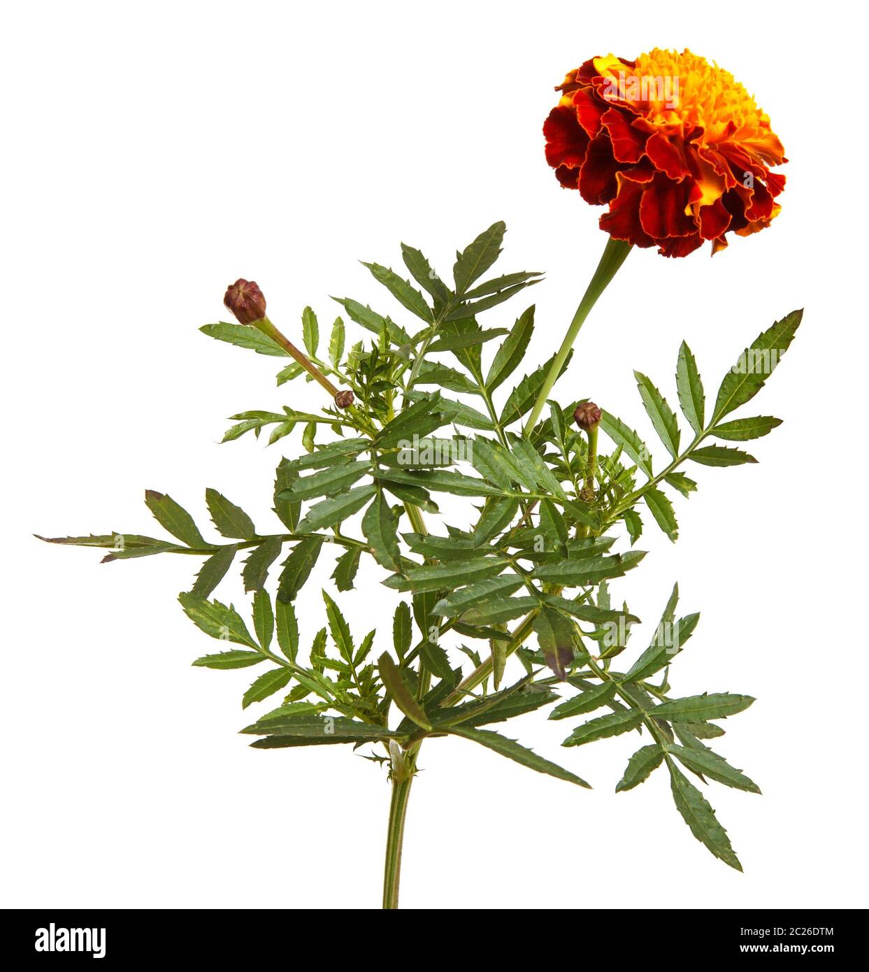 marigold flower isolated on white Stock Photo - Alamy