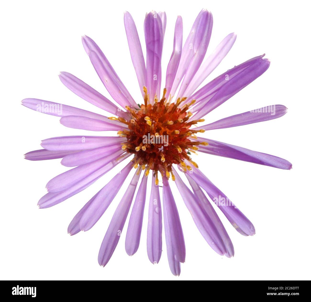 aster flower Virginia. isolated on white background Stock Photo - Alamy
