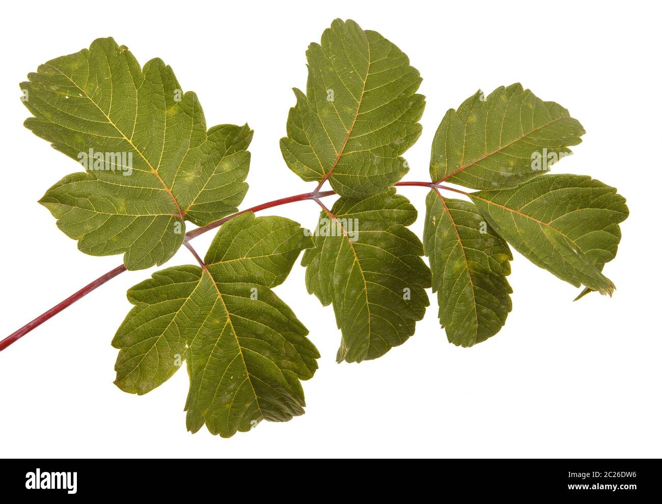 maple leaves isolated on white Stock Photo - Alamy