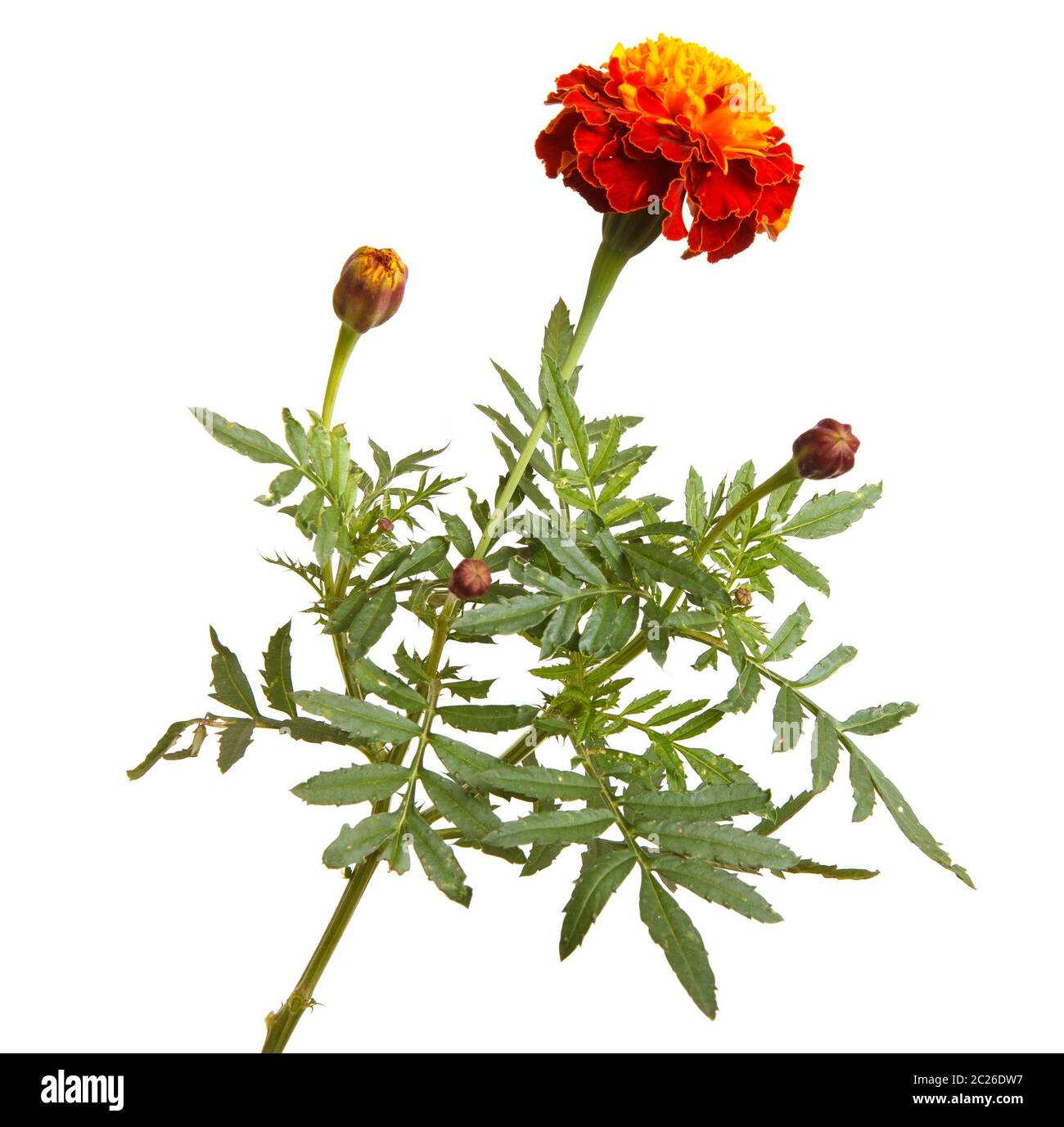 On marigold Cut Out Stock Images & Pictures - Alamy