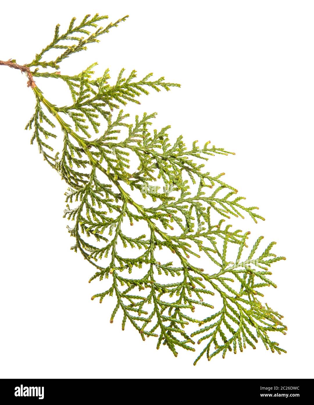 Green juniper branches on Cut Out Stock Images & Pictures - Alamy