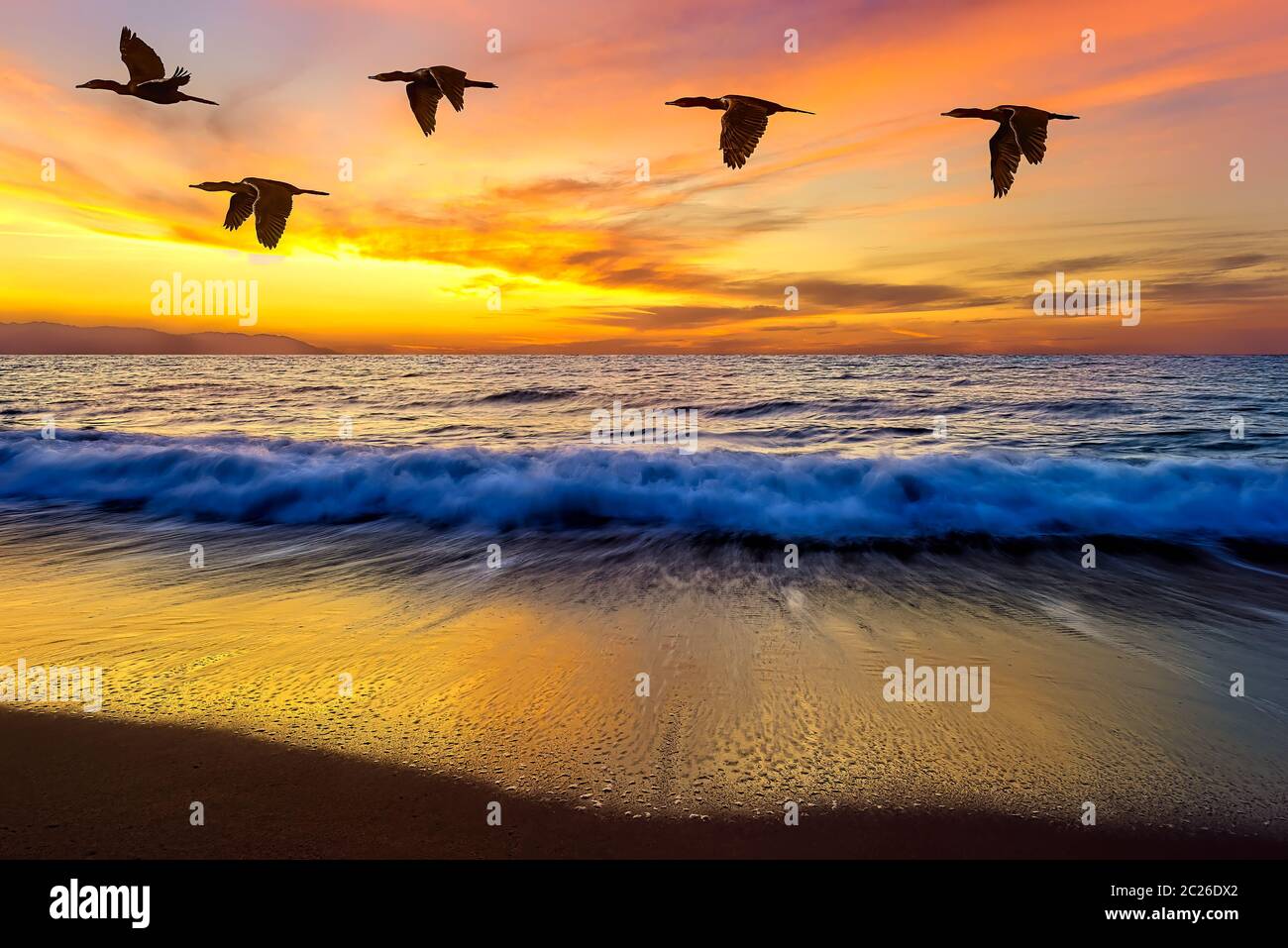 Flock of small birds hi-res stock photography and images - Alamy